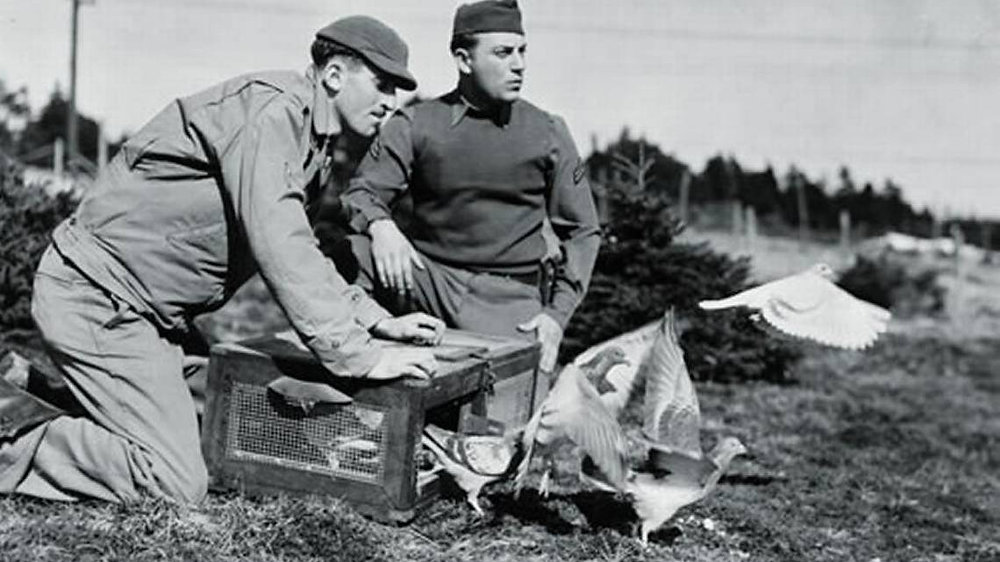 Pigeons Of War By Joe Razes Pigeons Of War By Joe Razes