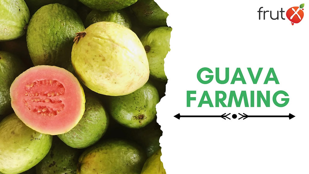 Guava Farming