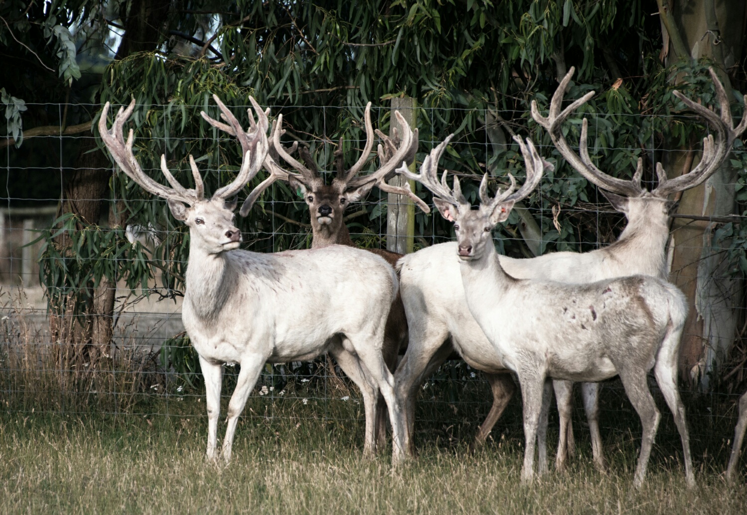 Lochinvine Whites | Deer Genetics NZ