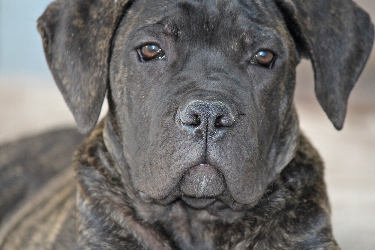 Cane Corso Canil Casa Di Cane São Paulo