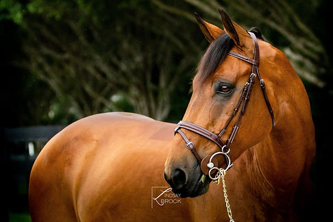 Services | Williams Sporthorses