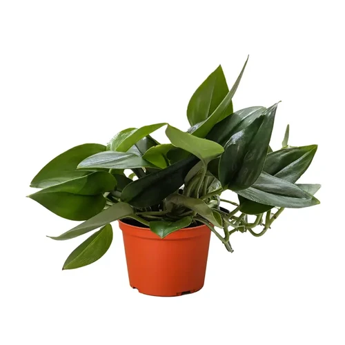 Scindapsus pictus 'Platinum Java' | Pot O Greens