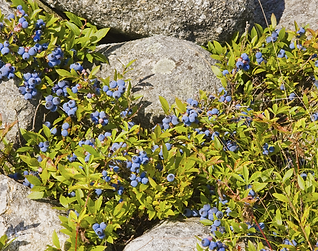 Blueberry Sod | Wild Maine Blueberries | Blue Meadow Nursery