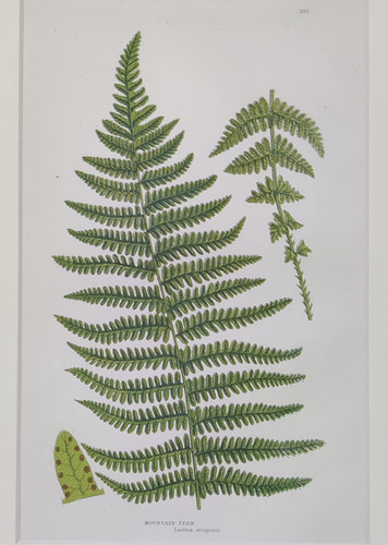 Mountain Fern | Portobello Maps