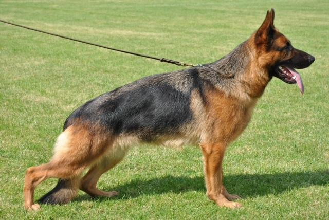 Home | Kapital K9 Greman Sh