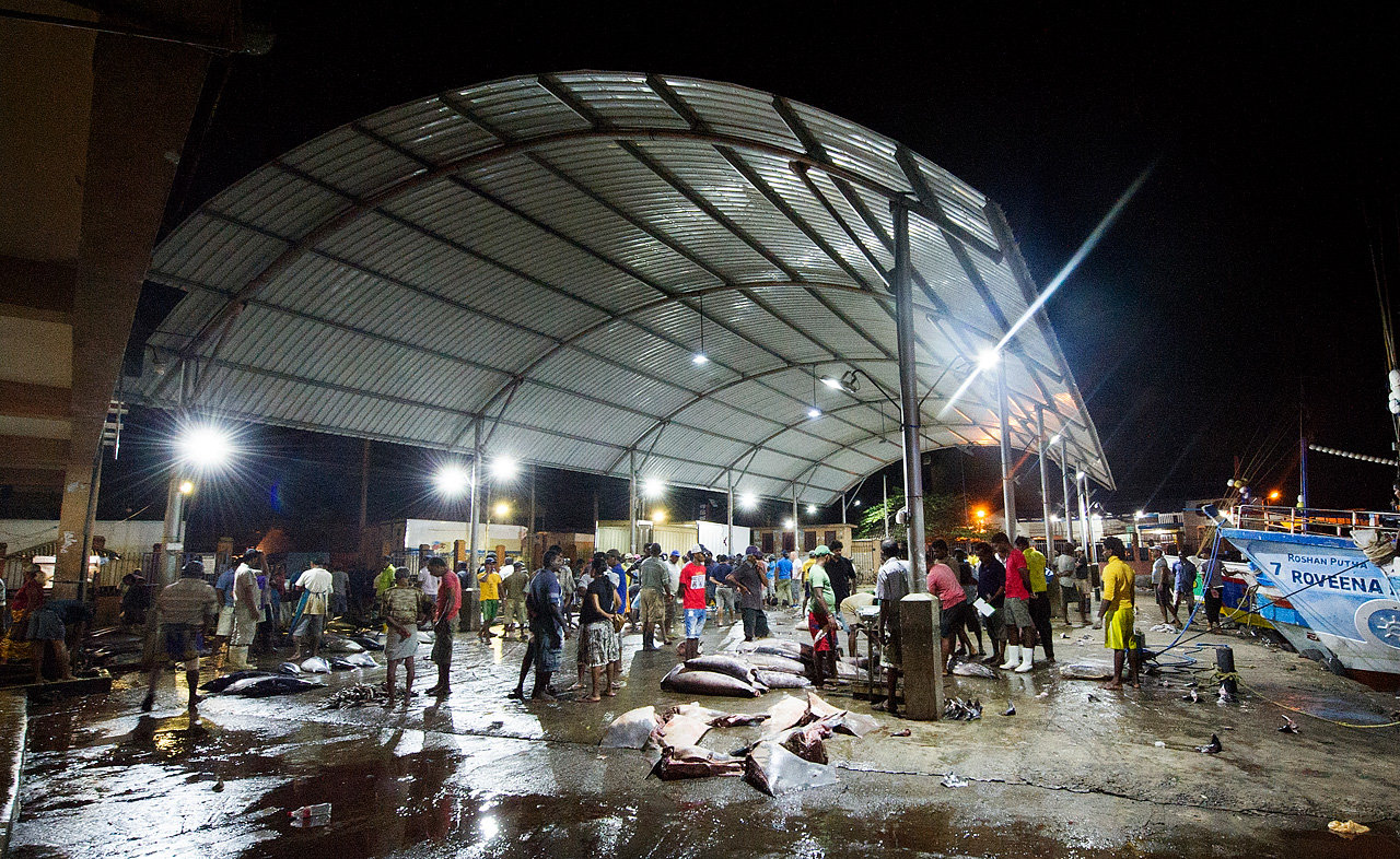 Negombo Fish Market | Unique Sri Lanka