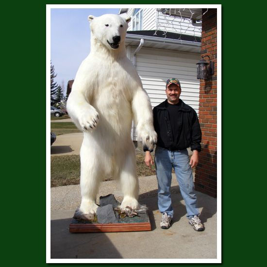 Skinning & Mounting Edmonton | Bears | Starky's Taxidermy