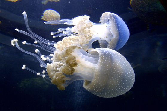 Metabolism | IMMUMED Preventive and Complementary Medicine