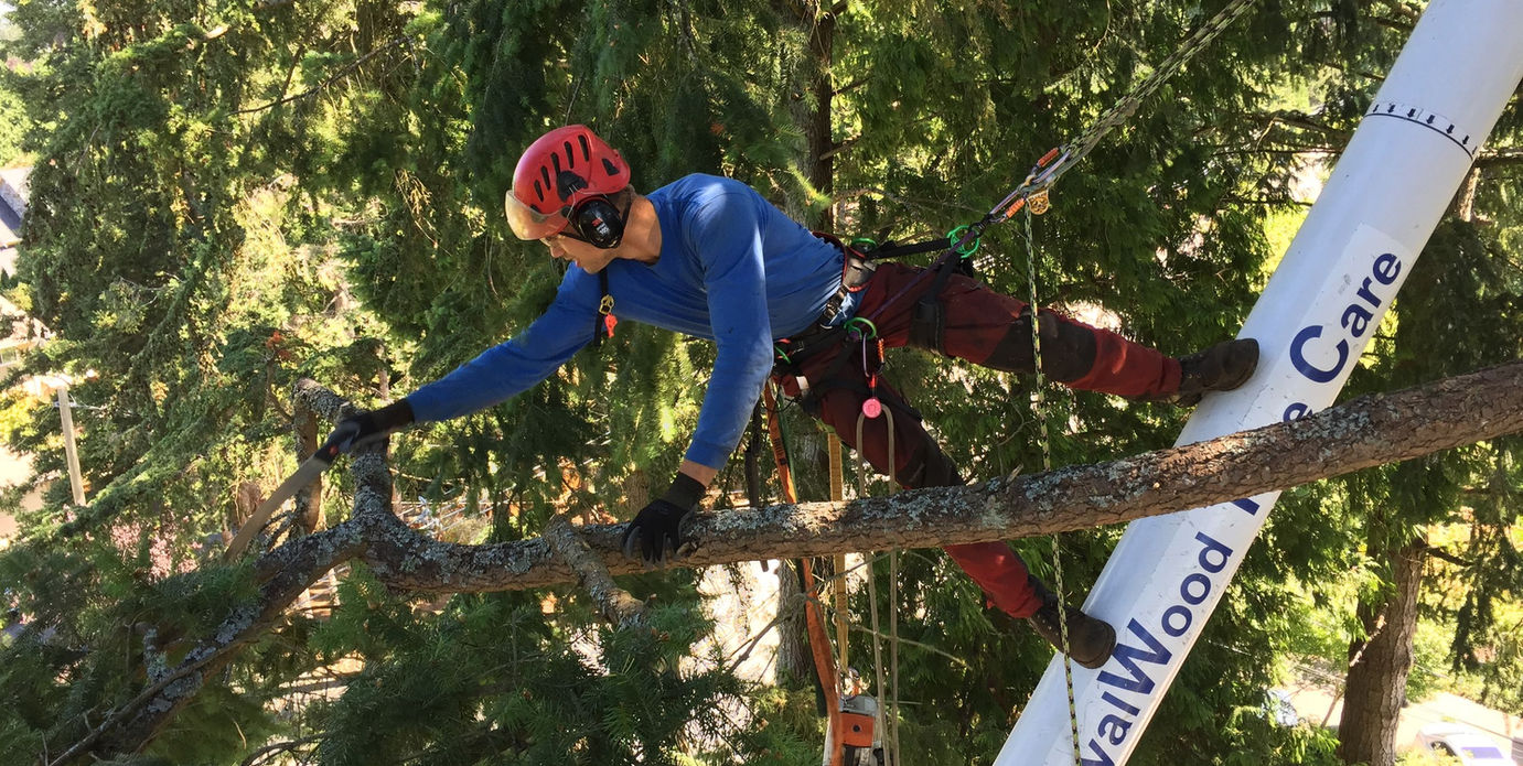 Tree Service Company in Delta | Home | Royal Wood Tree Care