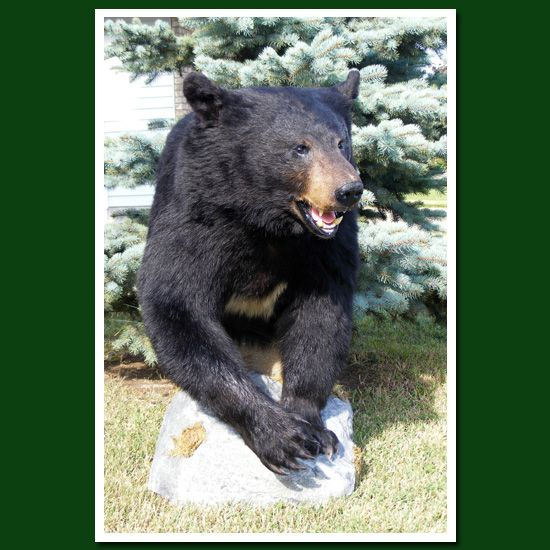 Skinning & Mounting Edmonton | Bears | Starky's Taxidermy