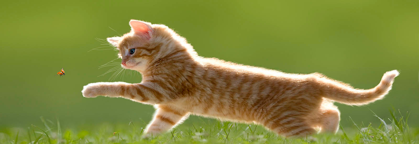 Cat Boarding Comox | Cozy Cats Cottage