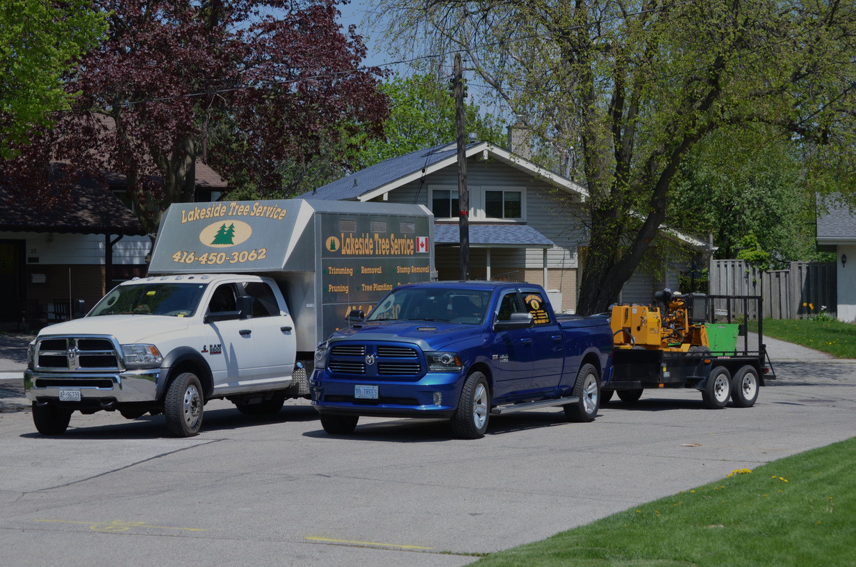 Arborists East Toronto/Scarborough | Home | Lakeside Tree Service