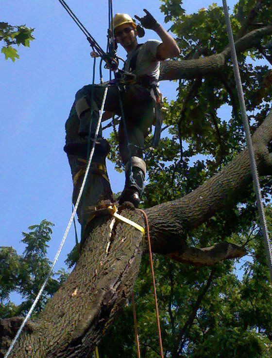 Tri-County Tree | Bay of Quinte | Contact Us