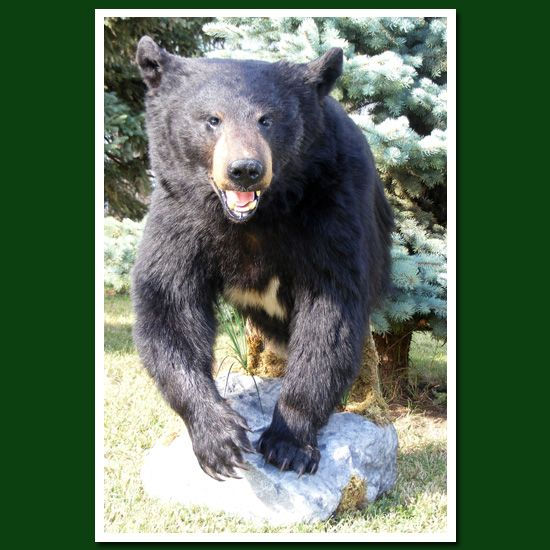 Skinning & Mounting Edmonton | Bears | Starky's Taxidermy