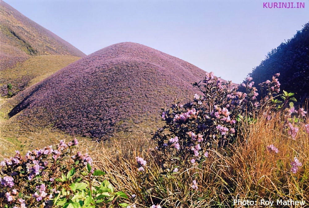 The Lost Culture Of The Kurinji Mountain People: The Kuravar Tribe Of ...