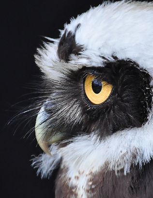 The eyelids of birds | Winks and Blinks