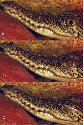 left krokodil eieren
