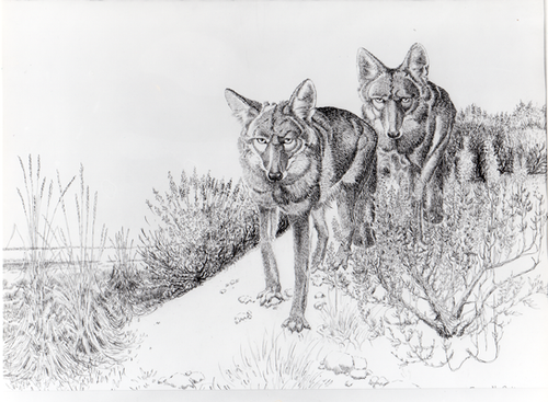 Two Wolves Hunting | OstromArtWork