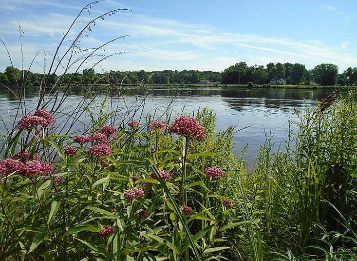 Native Shoreline Mix | Native Plant Sale