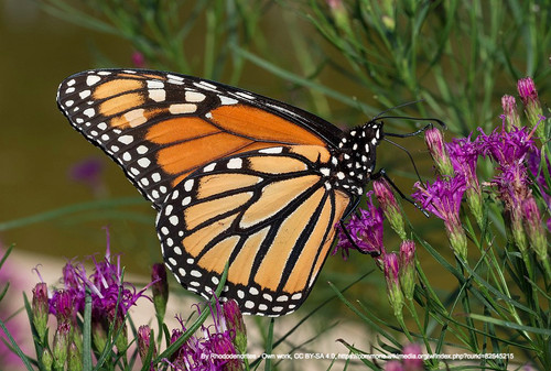 Monarch Waystation / Pollinator Mix | Native Plant Sale