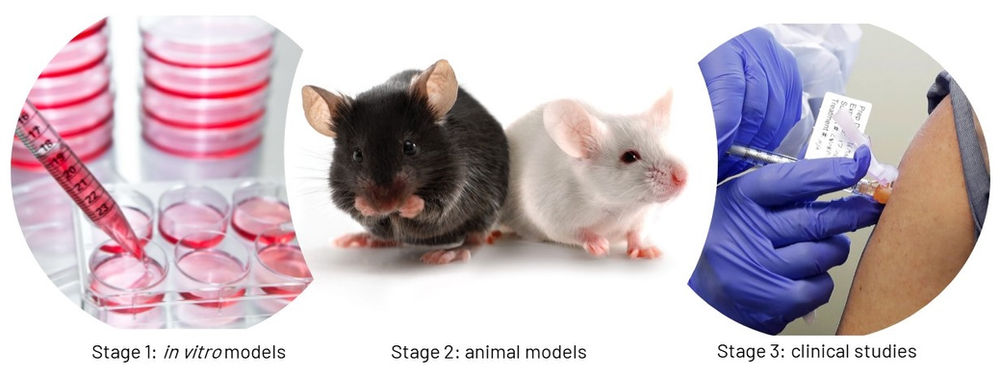 The importance of in vitro models
