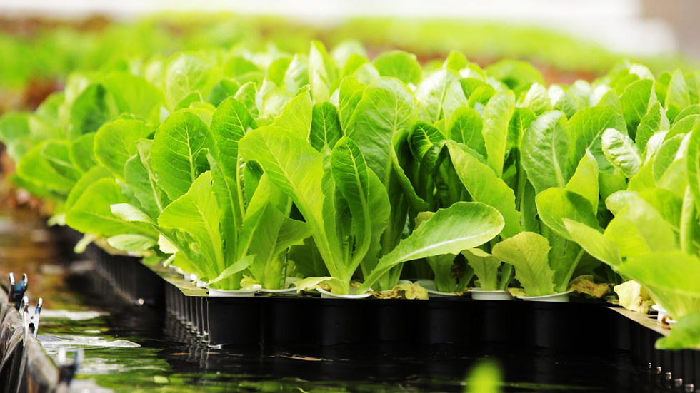What is Hydroponics Bioponics / “Organic”?