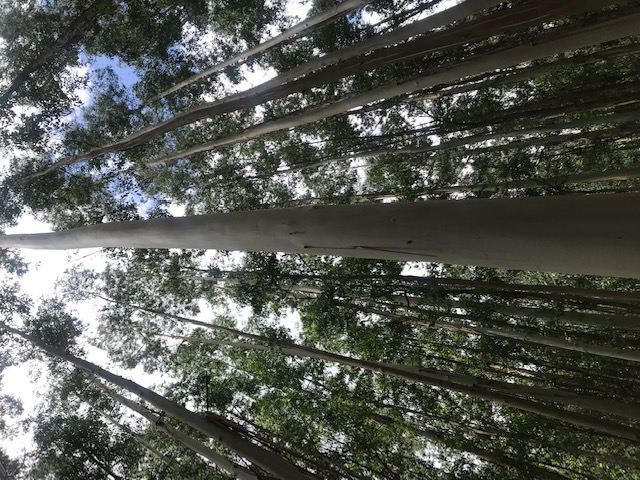 MOW BRAZIL - MADE OF WOOD - Lumber Export