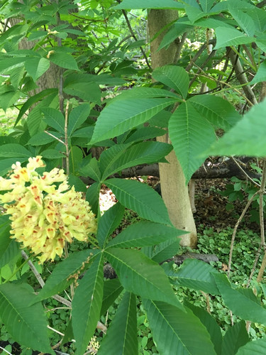Buckeye, Yellow, Aesculus flava | Leaves for Wildlife