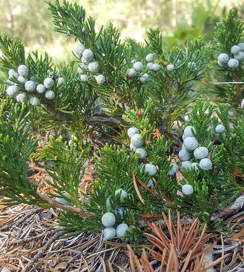 creeping juniper native range
