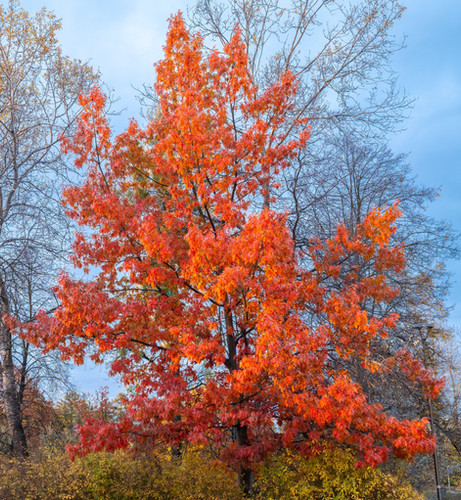 Oak, Northern Red, Quercus rubra | Leaves for Wildlife