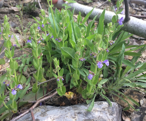 Skullcap, Small, Scutellaria parvula | Leaves for Wildlife