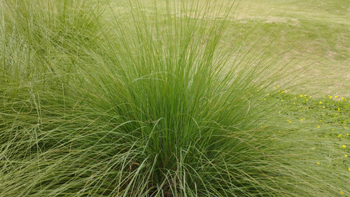 Grass, Dropseed, Rough, Sporobulus compositus | Leaves for Wildlife
