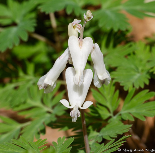 Squirrel Corn, Dicentra canadensis | Leaves for Wildlife
