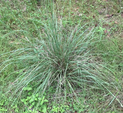 Grass, Dropseed, Rough, Sporobulus compositus | Leaves for Wildlife