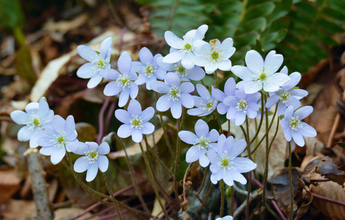 Hepatica, Sharp-Lobed, Hepatica acutiloba | Leaves for Wildlife