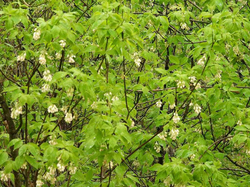 Bladdernut, Staphylea trifolia | Leaves for Wildlife