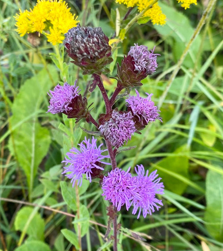 Blazing Star, Savanna, Liatris scariosa var. nieuwlandii | Leaves for ...