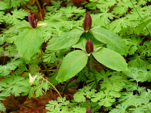 Trillium, Toadshade, Trillium sessile | Leaves for Wildlife