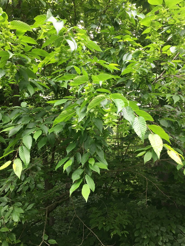 Musclewood, Carpinus caroliniana | Leaves for Wildlife