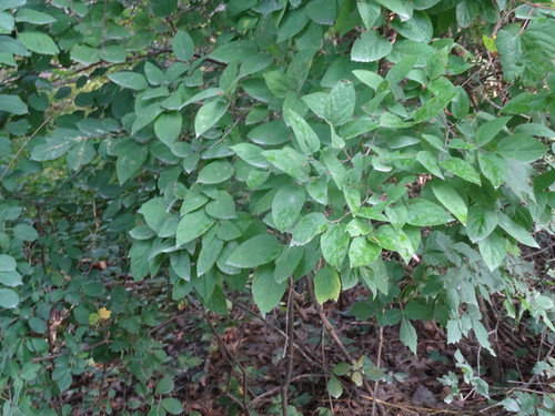 Hackberry, Dwarf, Celtis tenuifolia | Leaves for Wildlife