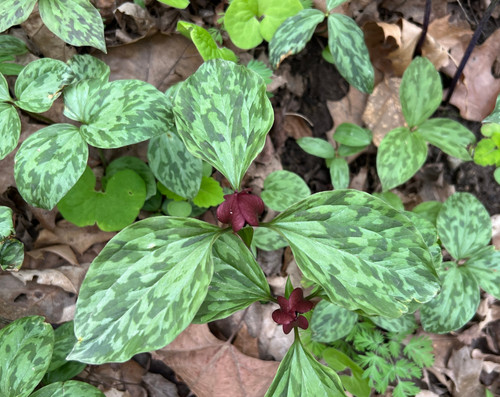 Trillium, Prairie Trillium recurvatum | Leaves for Wildlife
