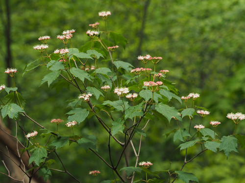 Viburnum, Mapleleaf, Viburnum acerifolium | Leaves for Wildlife