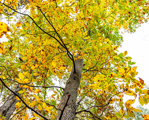 Pecan, Northern, Carya illinoinensis | Leaves for Wildlife
