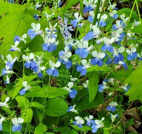 Blue-Eyed Mary, Collinsia verna | Leaves for Wildlife