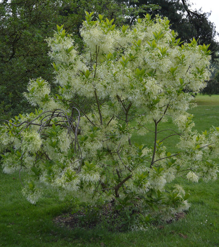 Fringe Tree, Chionanthus virginicus | Leaves for Wildlife