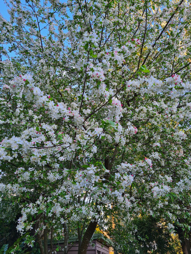Crabapple, Prairie, Malus ioensis | Leaves for Wildlife