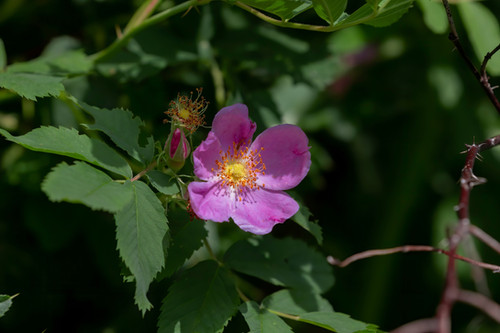 Rose, Pasture, Rosa carolina | Leaves for Wildlife