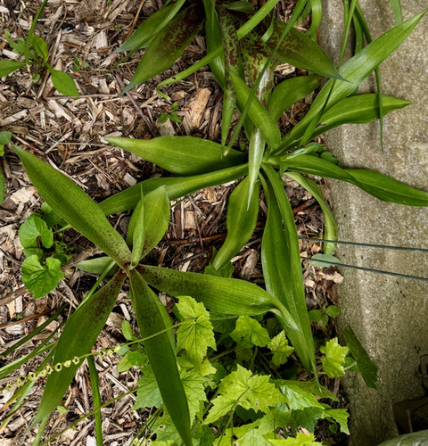False Aloe, Eastern, Manfreda virginica | Leaves for Wildlife