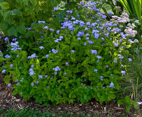 Mistflower, Conoclinium coelestinum | Leaves for Wildlife