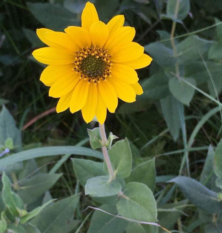 Sunflower, Downy, Helianthus mollis | Leaves for Wildlife